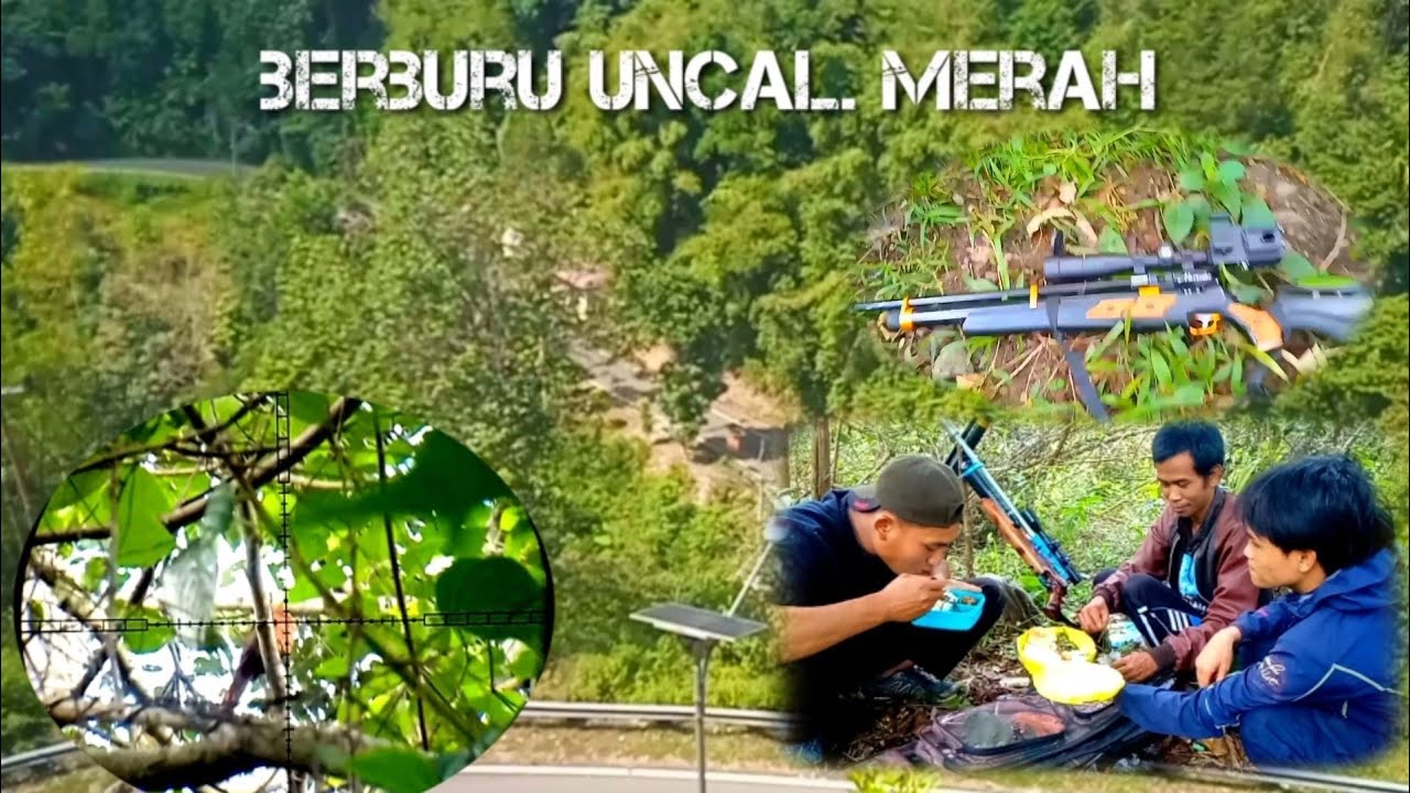 Berburu burung uncal merah‼️di saat. Pohon sapat berbuah ...