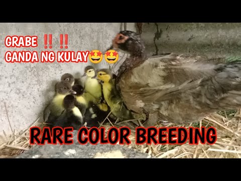 RARE COLOR BREEDING MUSCOVY DUCK BIBE PATO - YouTube