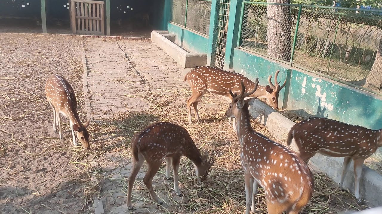 Chitra horin | spotted Deer | Deer in Mangrove forest Sundarban - YouTube