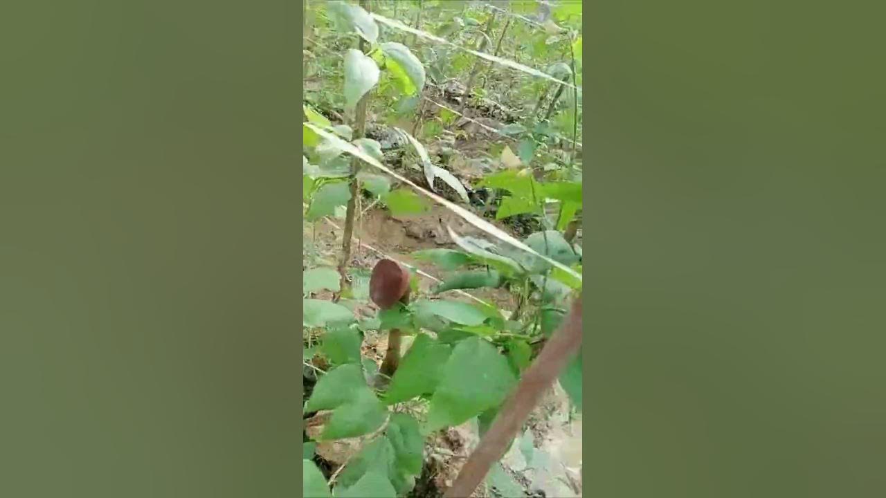 Kacang panjang sudah mulai berbuah #family #fyp #kebunkacang #garden - YouTube