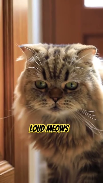 Secret Language of Meows?😳😳 #cats #shorts #animals #cutecat #baby # ...