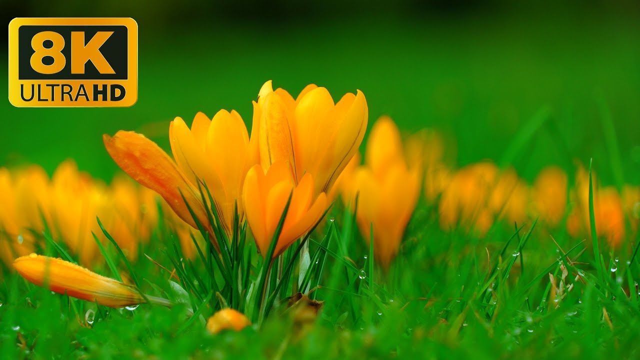 The World Most Beautiful Flowers Collection 8K | Click Beautiful World ...