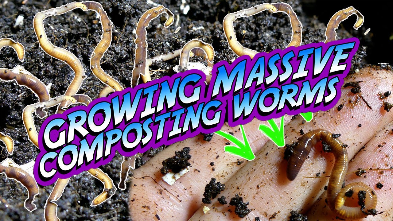 The SECRET to growing LARGE COMPOSTING WORMS - YouTube