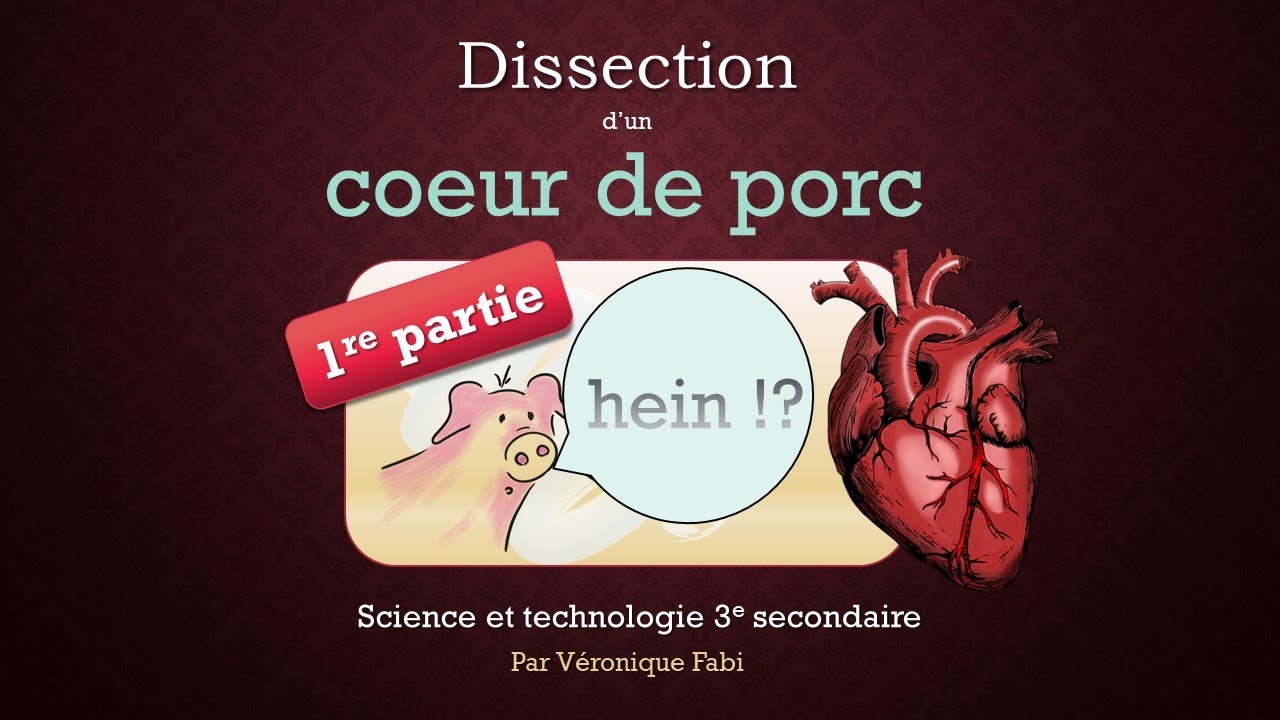 Dissection du coeur de porc (partie 1 de 2) - YouTube