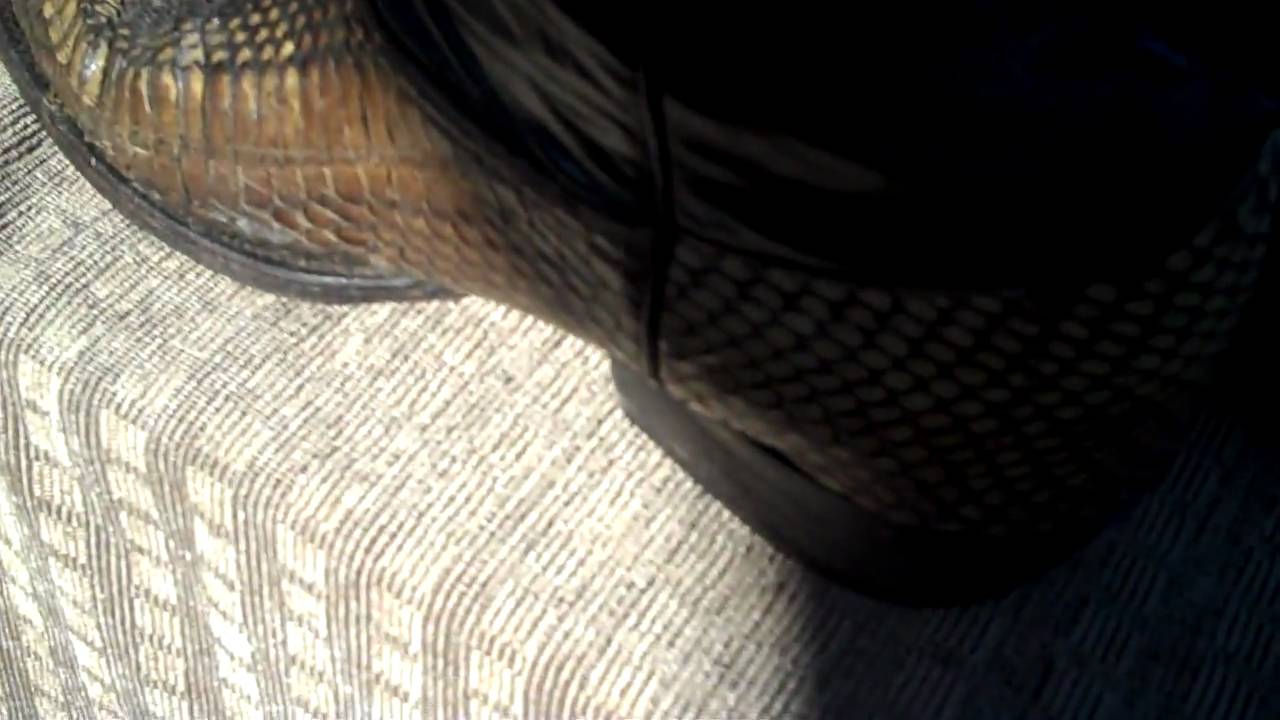Botas de Cascabel - YouTube