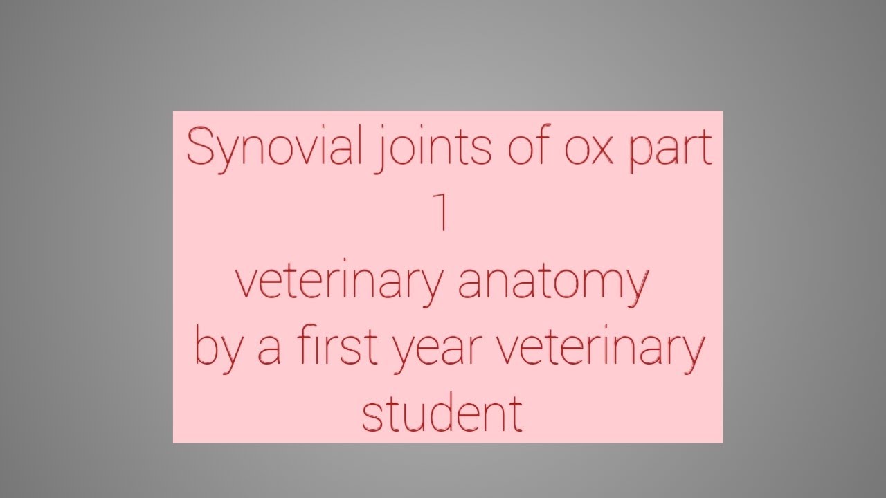 Synovial joints of ox part 1 veterinary anatomy. - YouTube