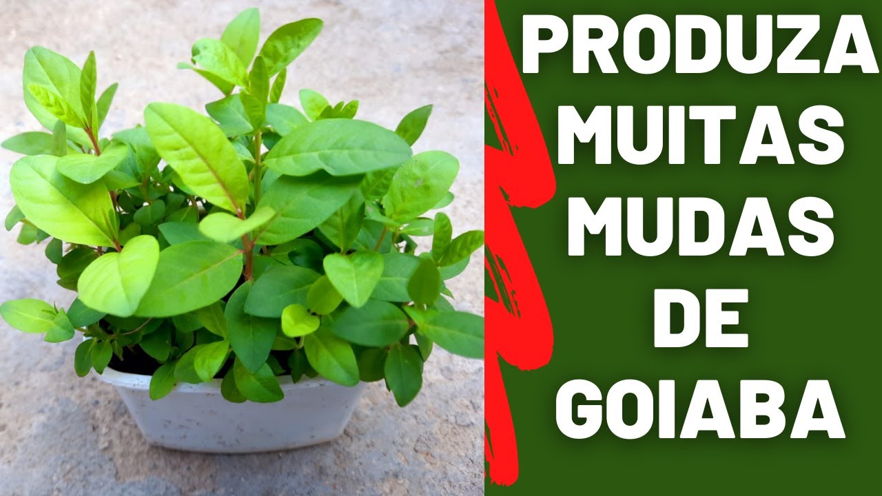 Como germinar sementes de goiaba - YouTube
