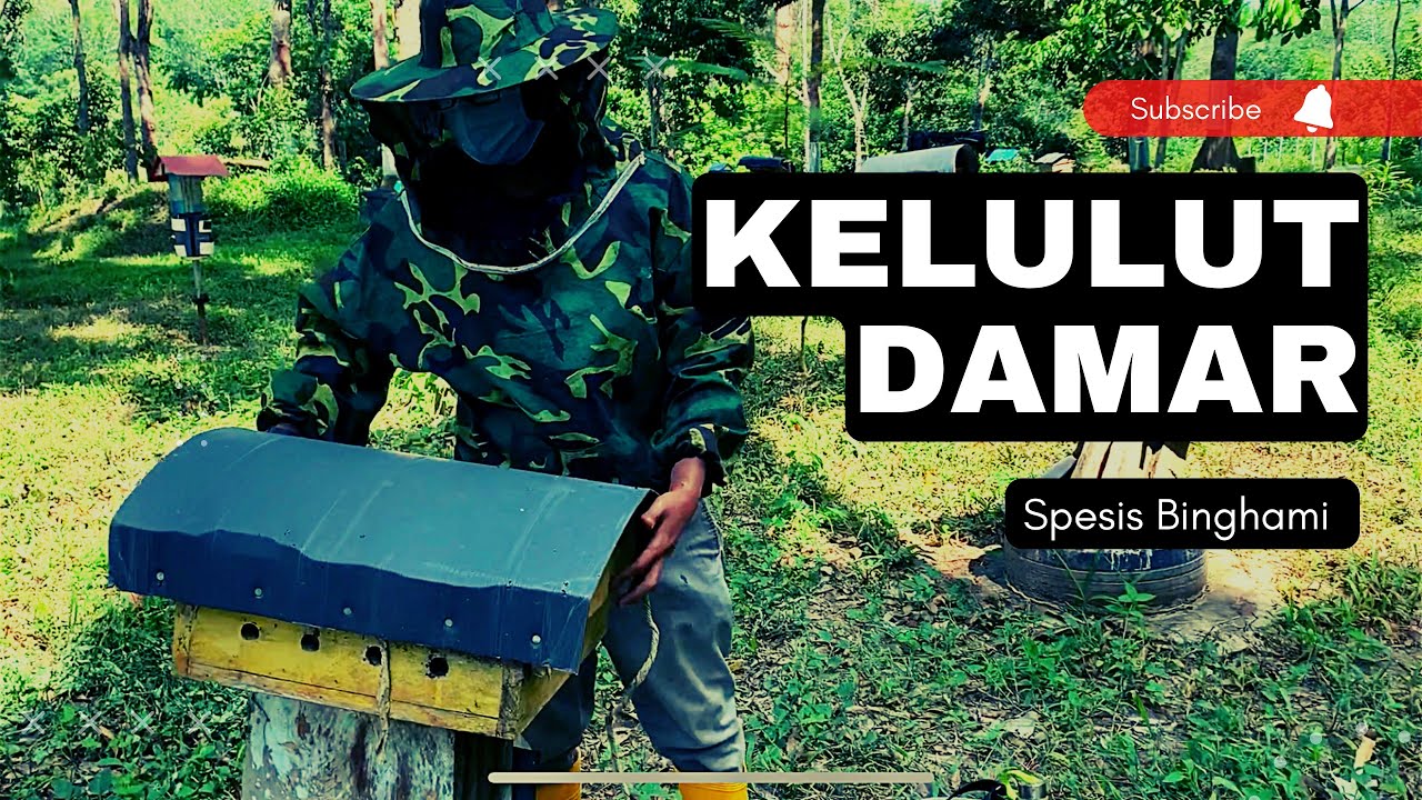 Ep. 53| Kelulut Damar @ Binghami + Amazing Stingless Bee - YouTube
