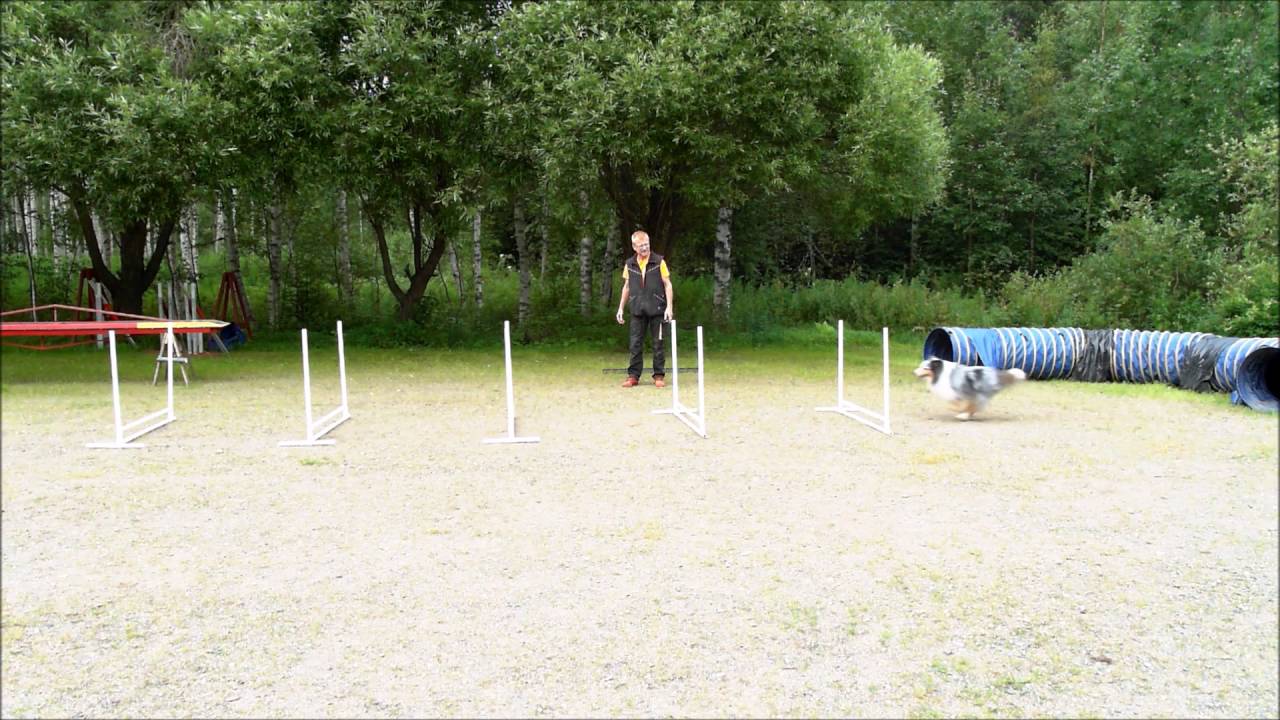 Jumping grid exercises agility / hyppytekniikka HT Timmy&Sammy BG + BG ...