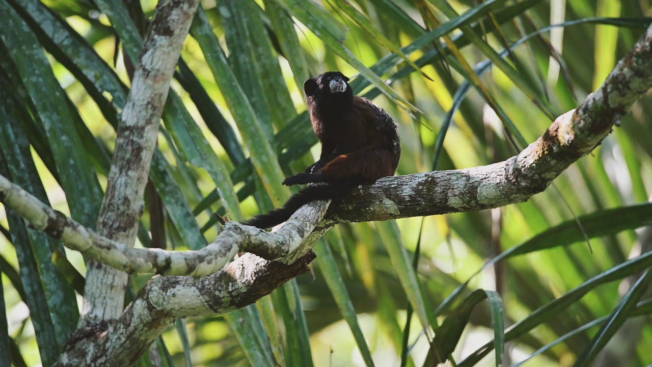 Monitos Pichico en Huingos Eco Lodge - Tarapoto - YouTube