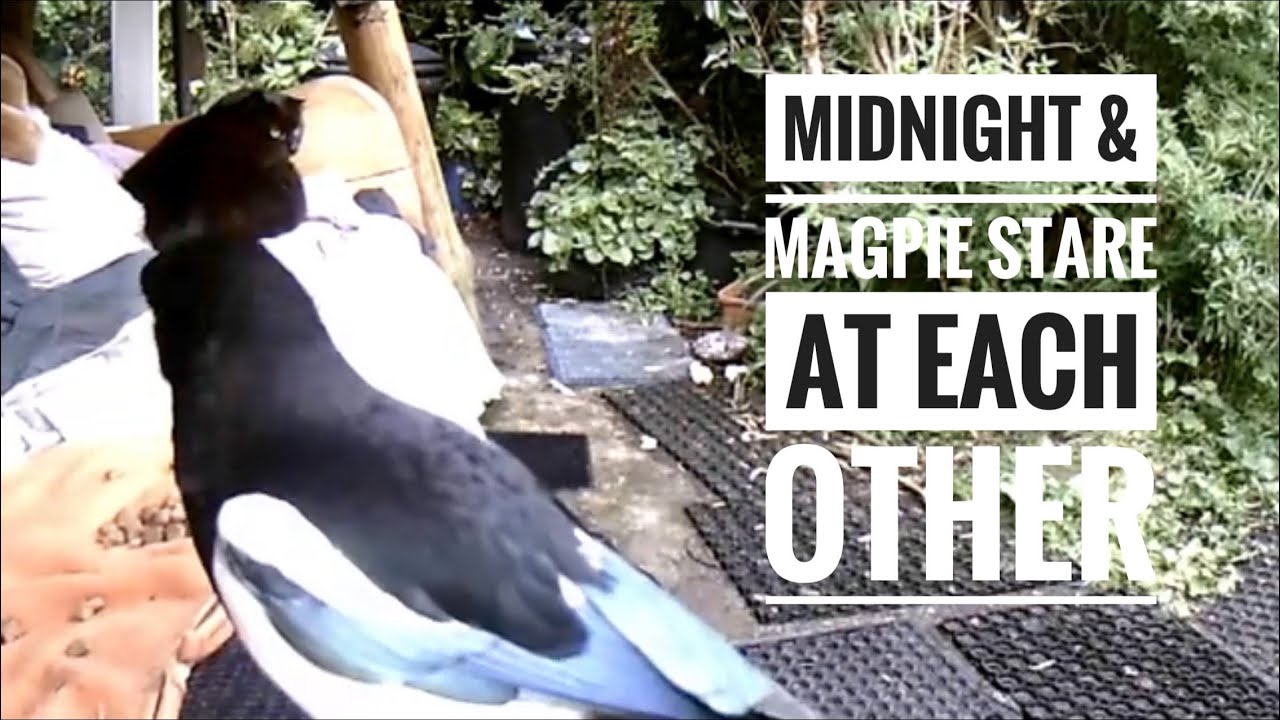 Magpie looks in camera and steals the cat's biscuits (longer version ...