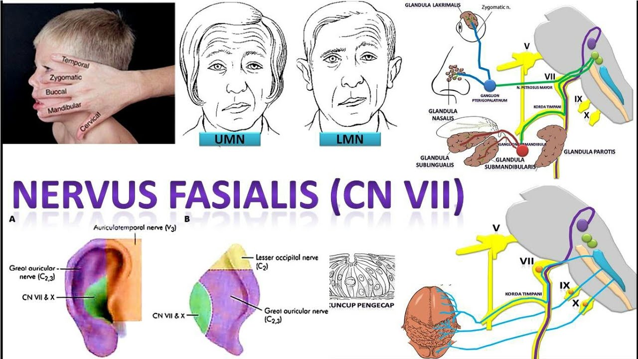 Video 46 Nervus Fasialis (CN VII), Semua Hal Mengenai Nervus Fasialis ...