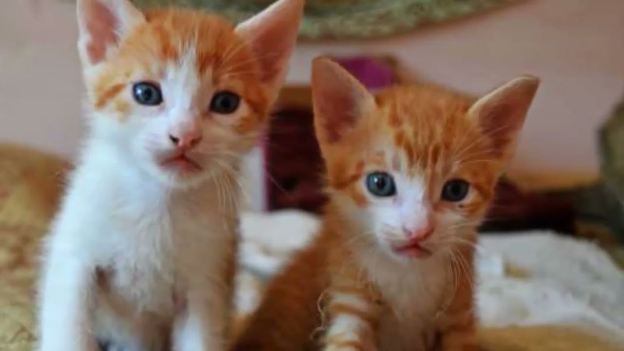 GATO: GATITO PICARON - YouTube