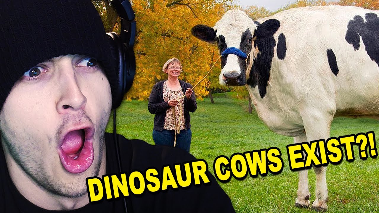 biggest recorded animals on the internet - YouTube