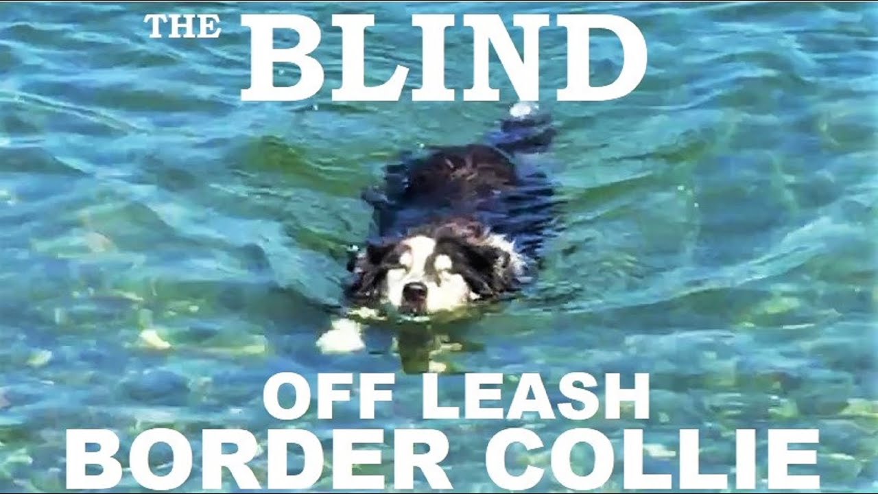Off leash Border Collie....Amazing BLIND Border Collie ! - YouTube