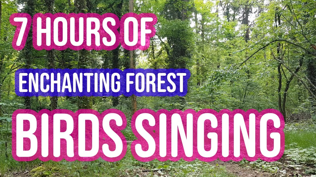7 Hours of Enchanting Forest Birds Singing - Tranquil Nature Sounds ...