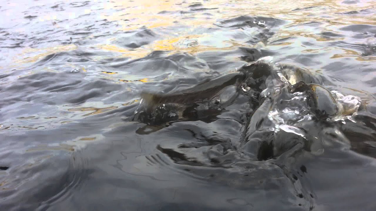 Elon at Natomas Fish Hatchery - YouTube