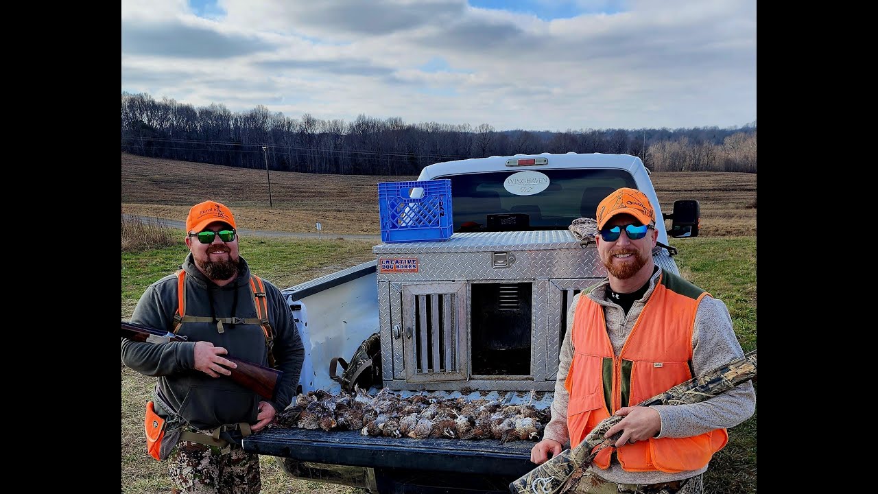 Unlimited Quail Hunt at Winghaven Lodge! @winghavenlodge1500 - YouTube