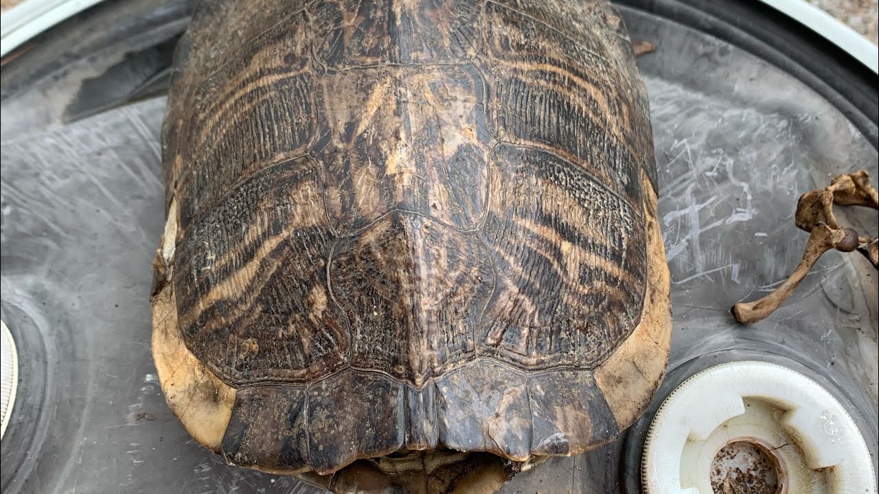 Turtle Shell Restoration #countrydiggers #turtle #shell #restoration ...