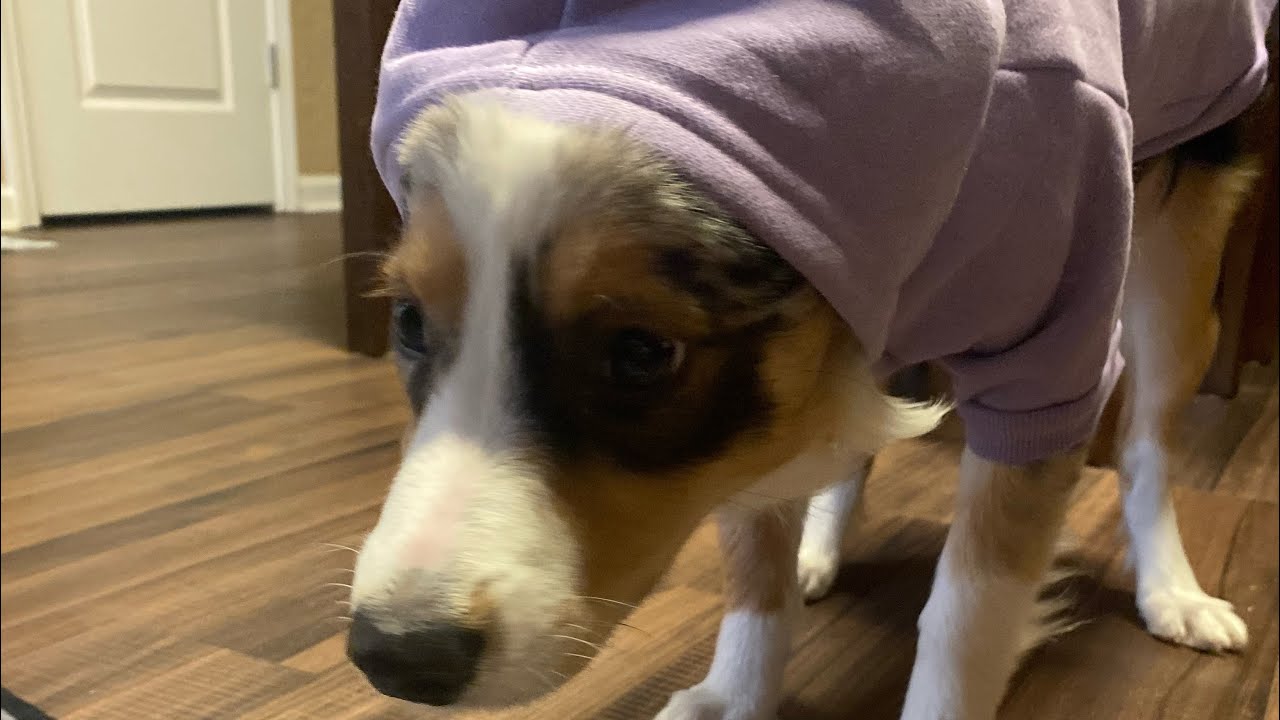 Walk with me and Piper - YouTube