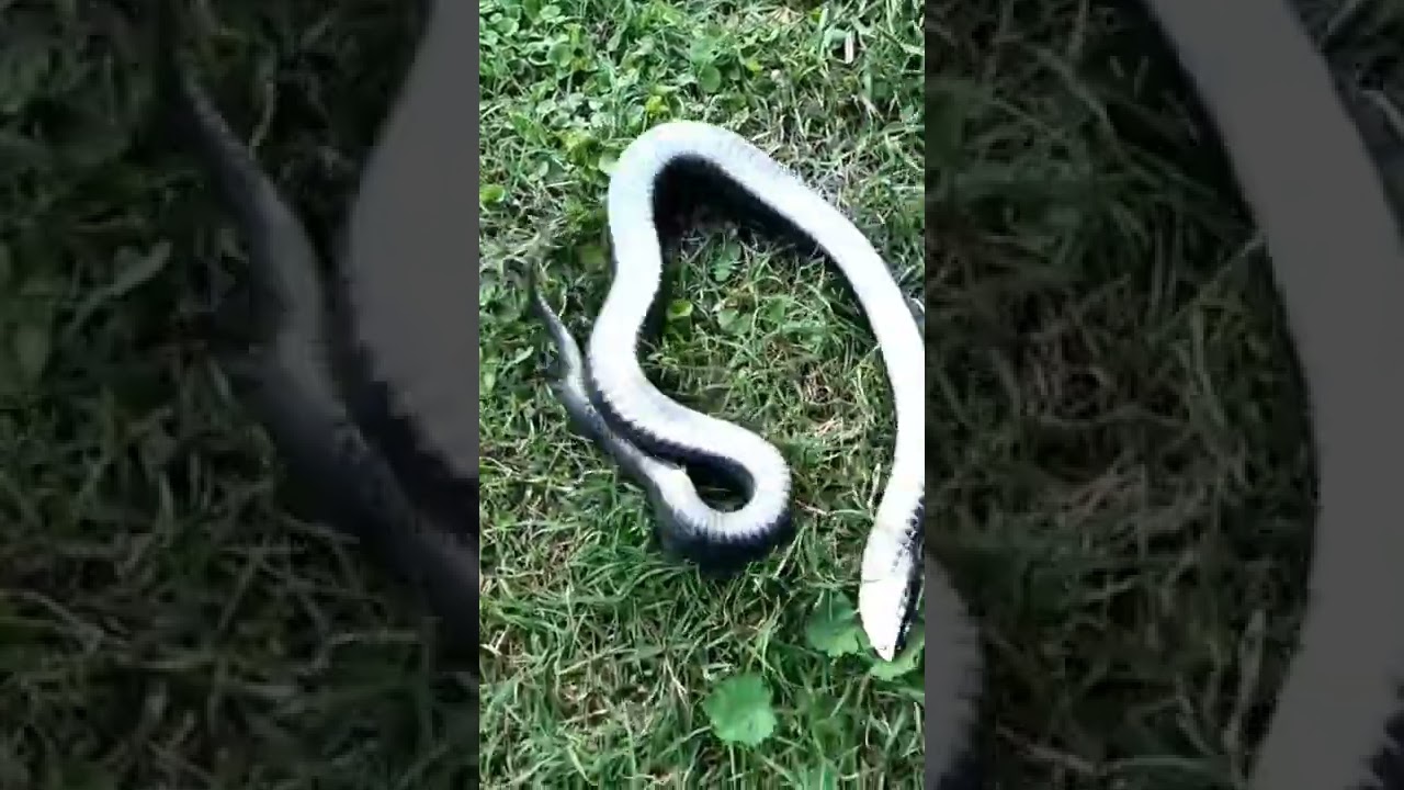 Hognose Snake Playing dead (natural defense action) how crazy - YouTube