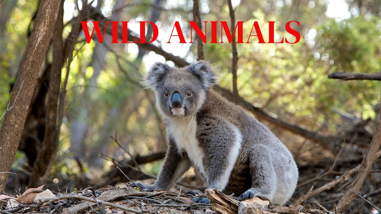 Animals / Wild Animals Collection / Scenic Wildlife Film With Calming ...