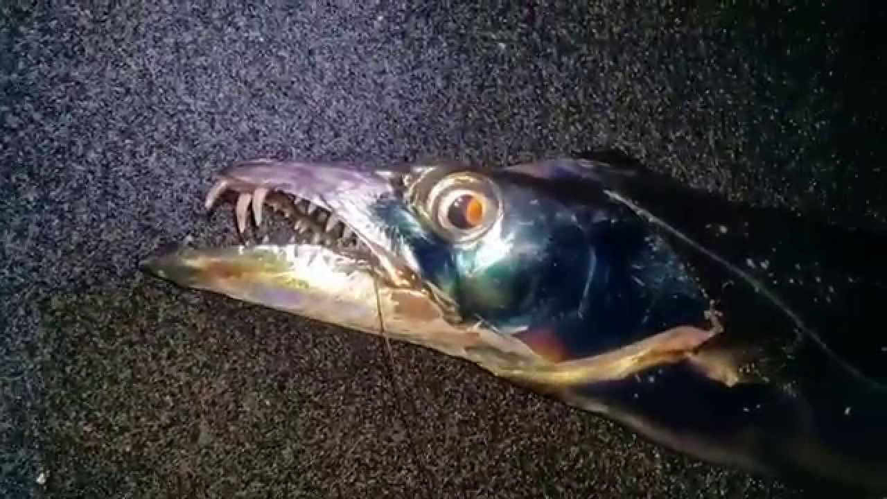 Hairtail Fishing - YouTube