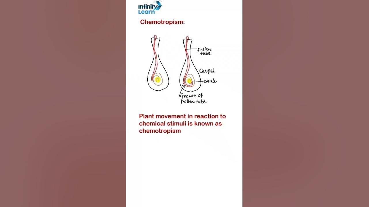 Difference Between Hydrotropism Geotropism And Chemotropism Shorts Cbsescience Cbseboard