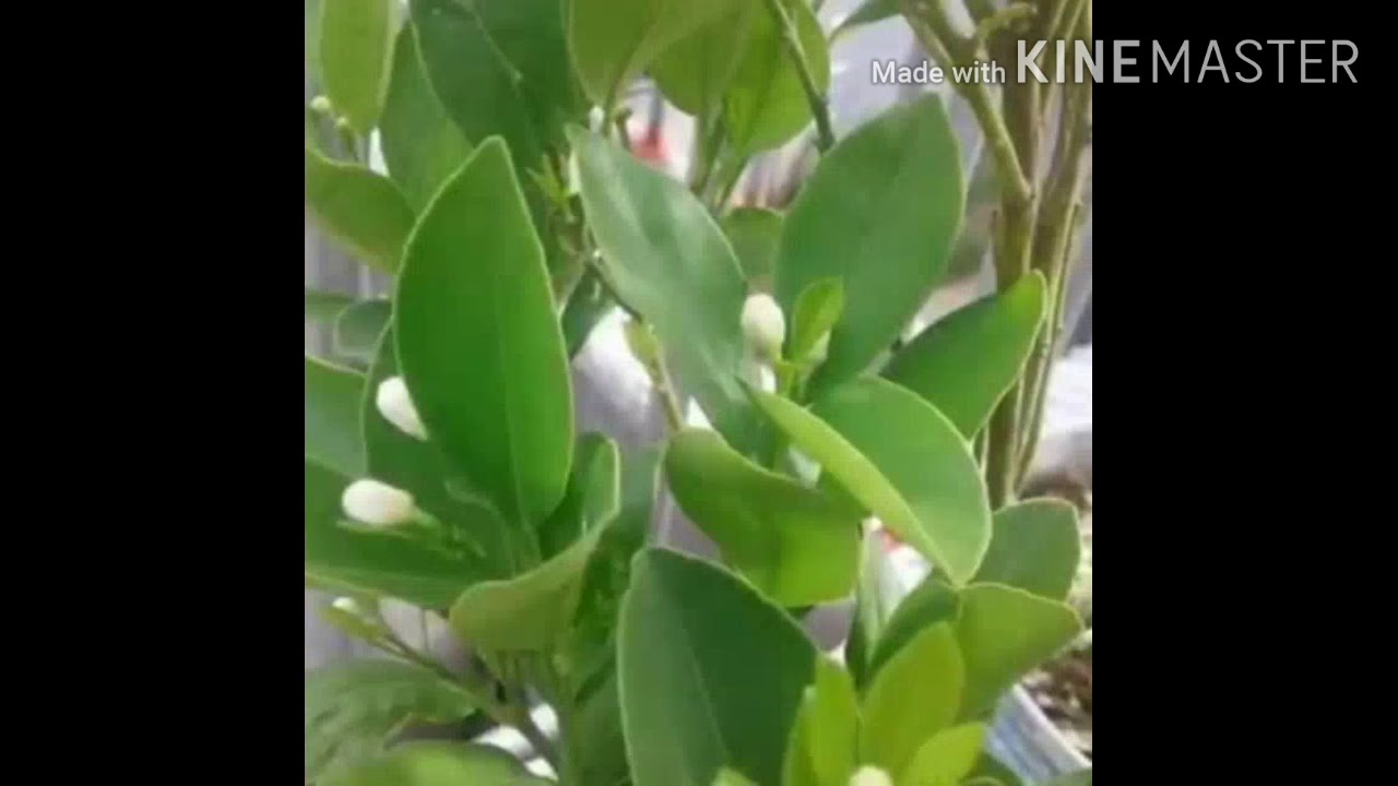 Simple way of taking care of calamansi on pot - YouTube