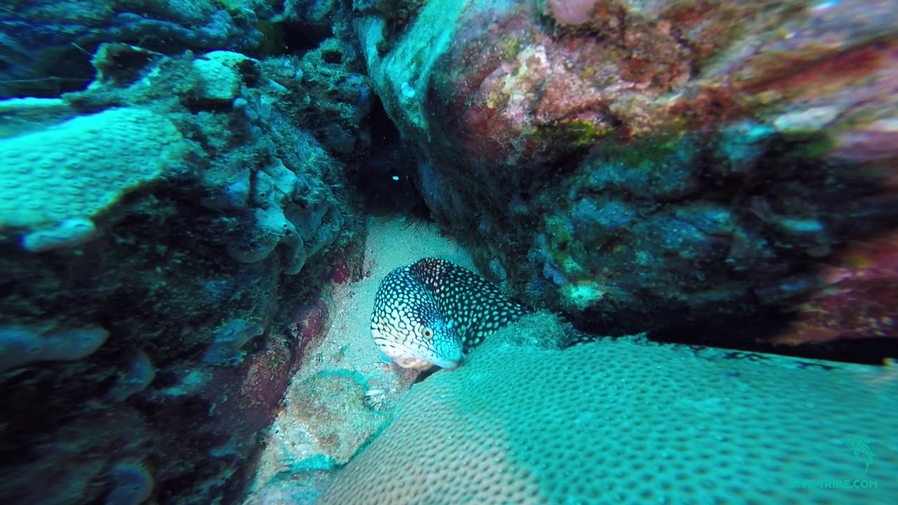 Dive Tribe São Tomé - YouTube
