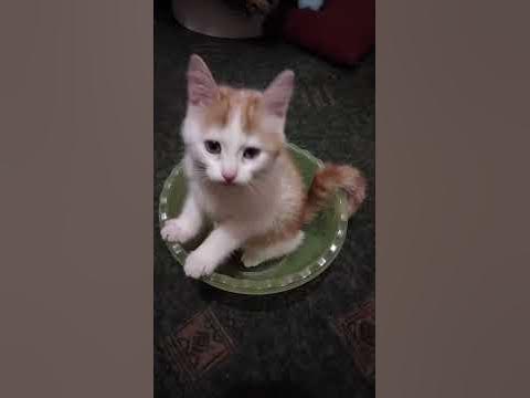 киця Малинка-маленька дитинка. - YouTube