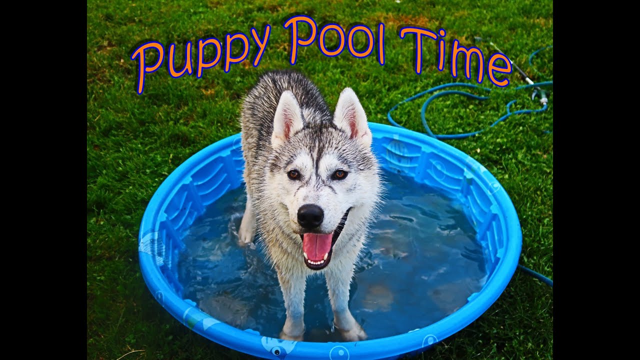Puppy Pool Playtime - YouTube