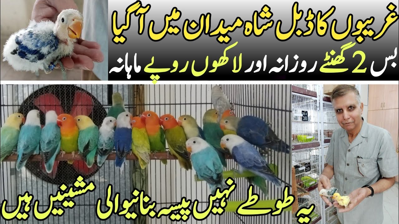 How To Start Birds Business In Pakistan | How To Earn Money With Birds ...
