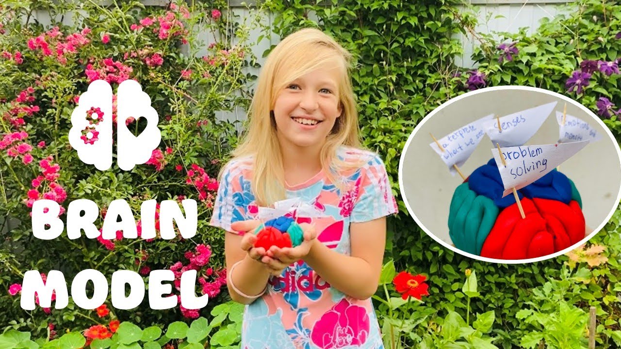 HOW TO MAKE BRAIN MODEL PLAY DOUGH BRAIN BRAIN FUNCTIONS YouTube HOW TO MAKE BRAIN MODEL PLAY DOUGH BRAIN BRAIN FUNCTIONS YouTube