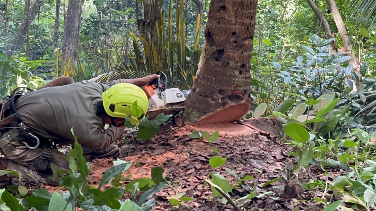 EERIE ADVENTURE! FELLING A COCONUT TREE IN A MYSTICAL FOREST,best way ...