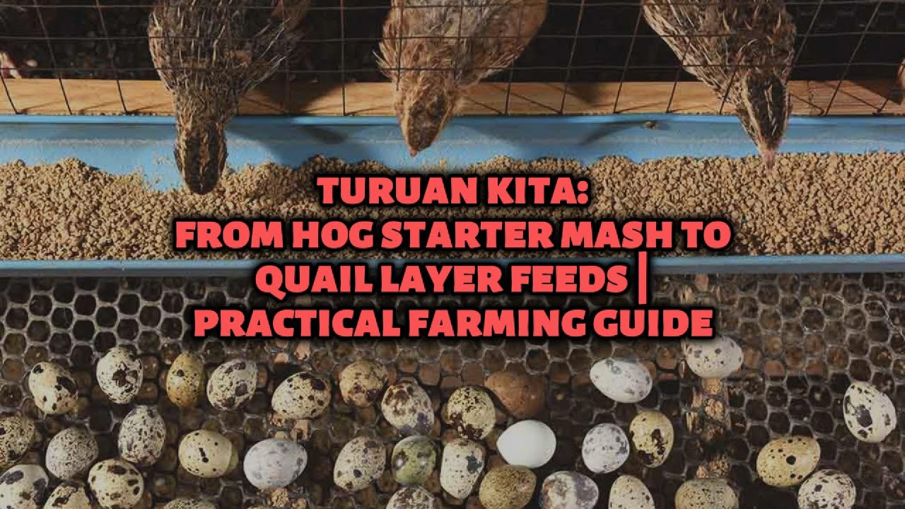 Turuan Kita: From Hog Starter Mash to Quail Layer Feeds | Practical ...