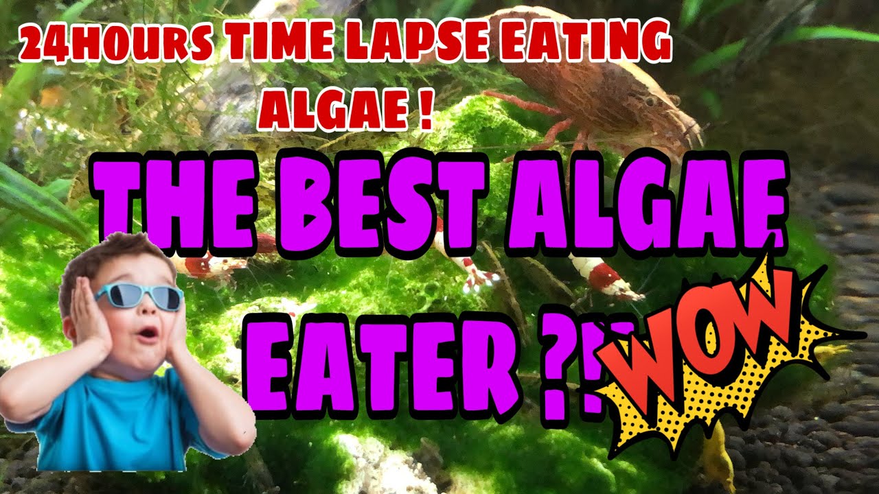 24hours Time Lapse of shrimp eating algae! THE BEST ALGAE EATER IN MY ...
