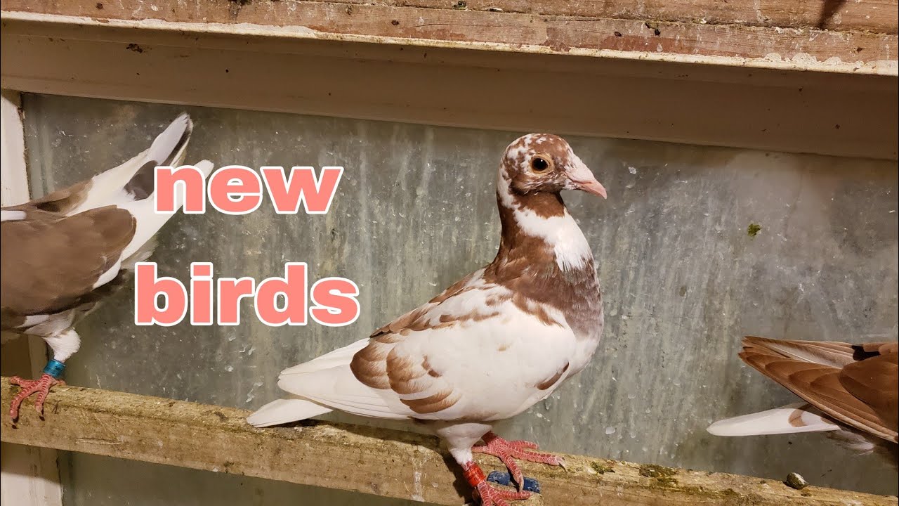 Meulemans racing pigeons - YouTube