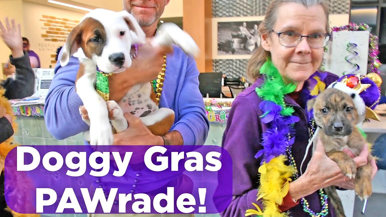 Doggy Gras: Center Pups PAWrade to Promote Pet Adoption - YouTube
