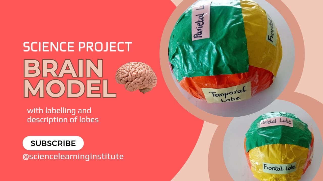 Brain model | Science project - YouTube