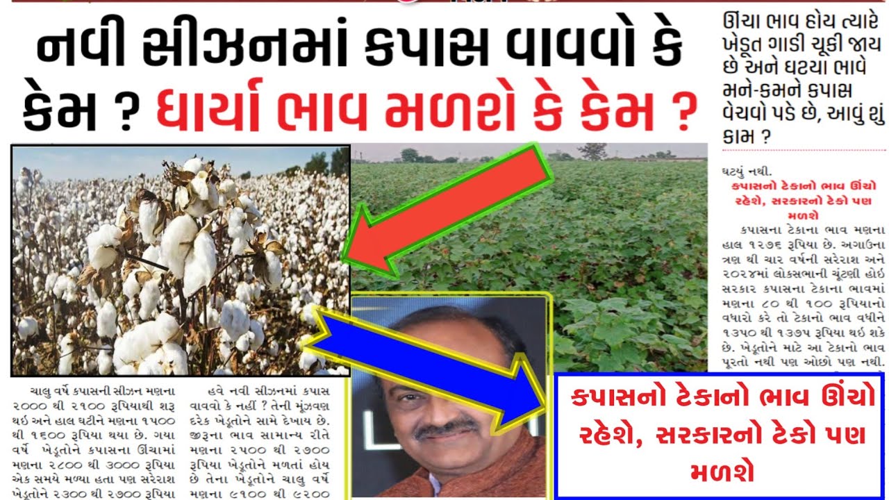 Kapas na bhva |ટેકાના ભાવ કપાસની માહીતી|તા:-22/05/2023|information ...