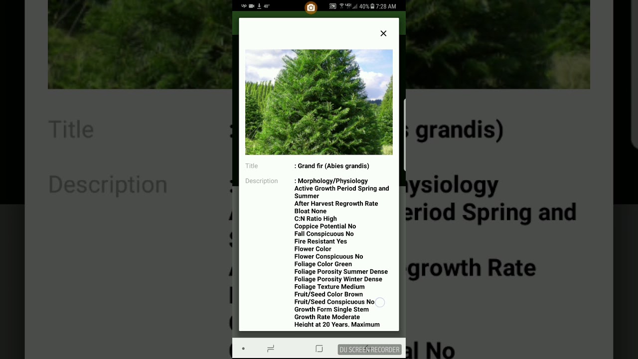 How to identify a grand fir tree or Abies grandis with PlantSnap - YouTube