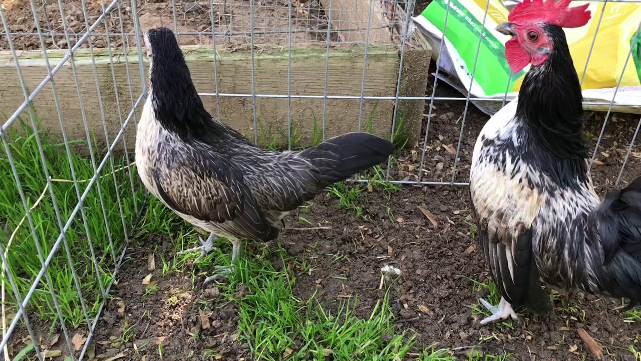 Los nuevos integrantes! Gallitos miniatura! Silver Quail 👌👍 - YouTube