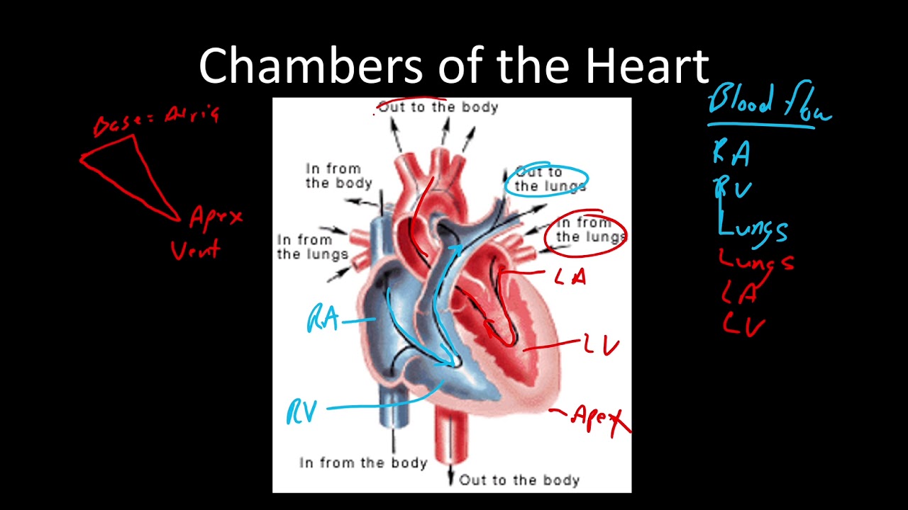 Introduction To Arrhythmias Anatomy And Physiology Youtube