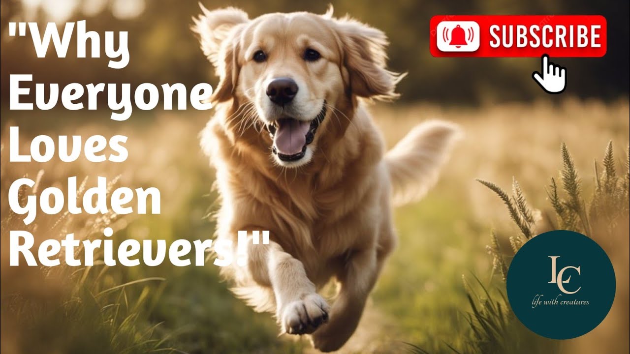 "Raising Golden Retriever Puppies: A Complete Guide" - YouTube