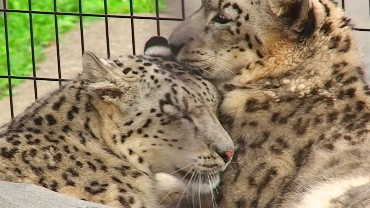 ラブラブなふたり♪ - Snow leopard couple of good relationship - YouTube