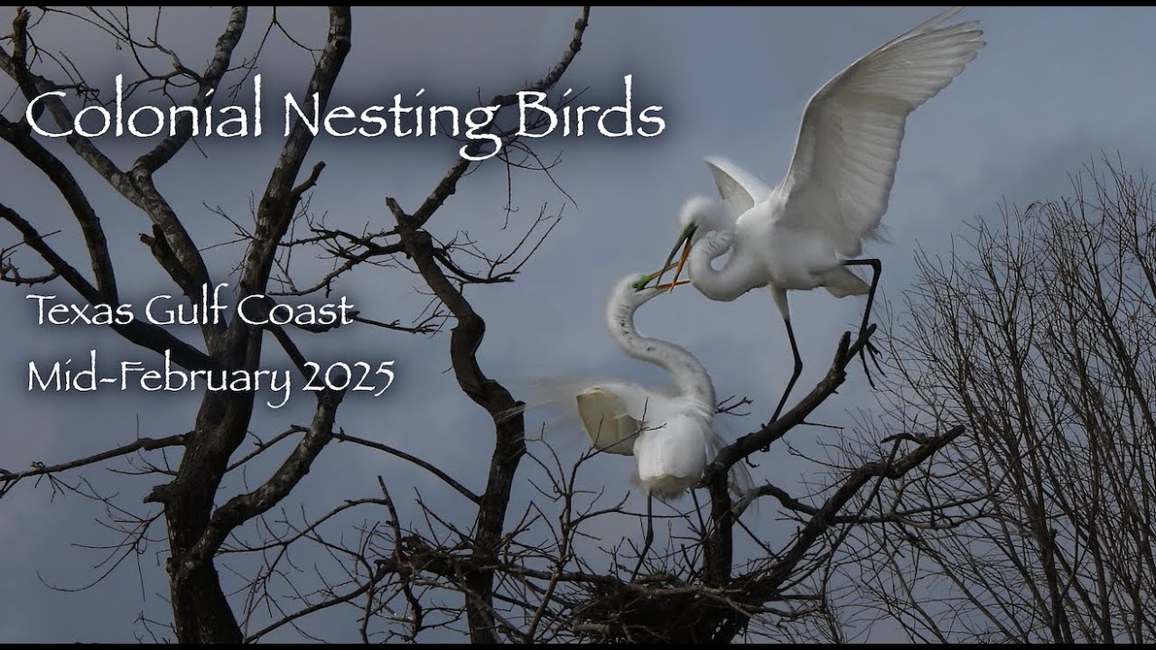 Colonial Nesting Site in the Texas Gulf Coast area - YouTube