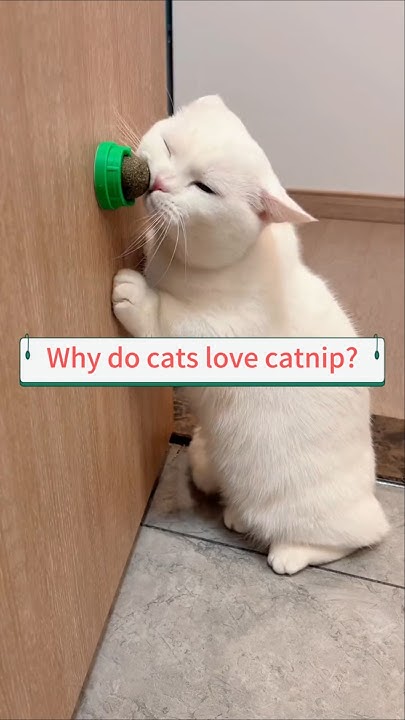 Why do cats love catnip? - YouTube