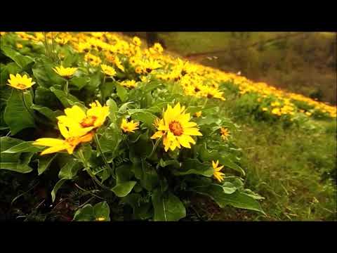 Awrad Al-Sabah | Sabah Duası | Aicp TaHsin | اوراد الصباح | الحاج محمد عبد الملك