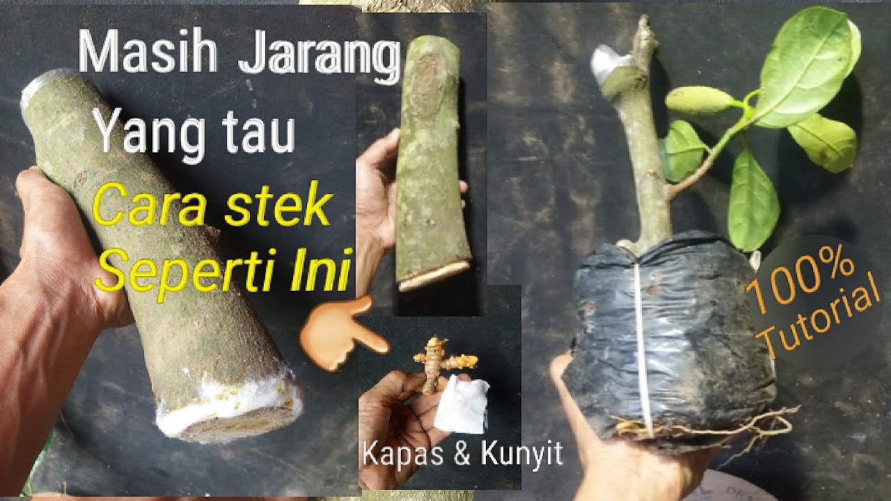 Gunakan cara ini anda pasti terkejut Stek batang jadi lebih mudah ...
